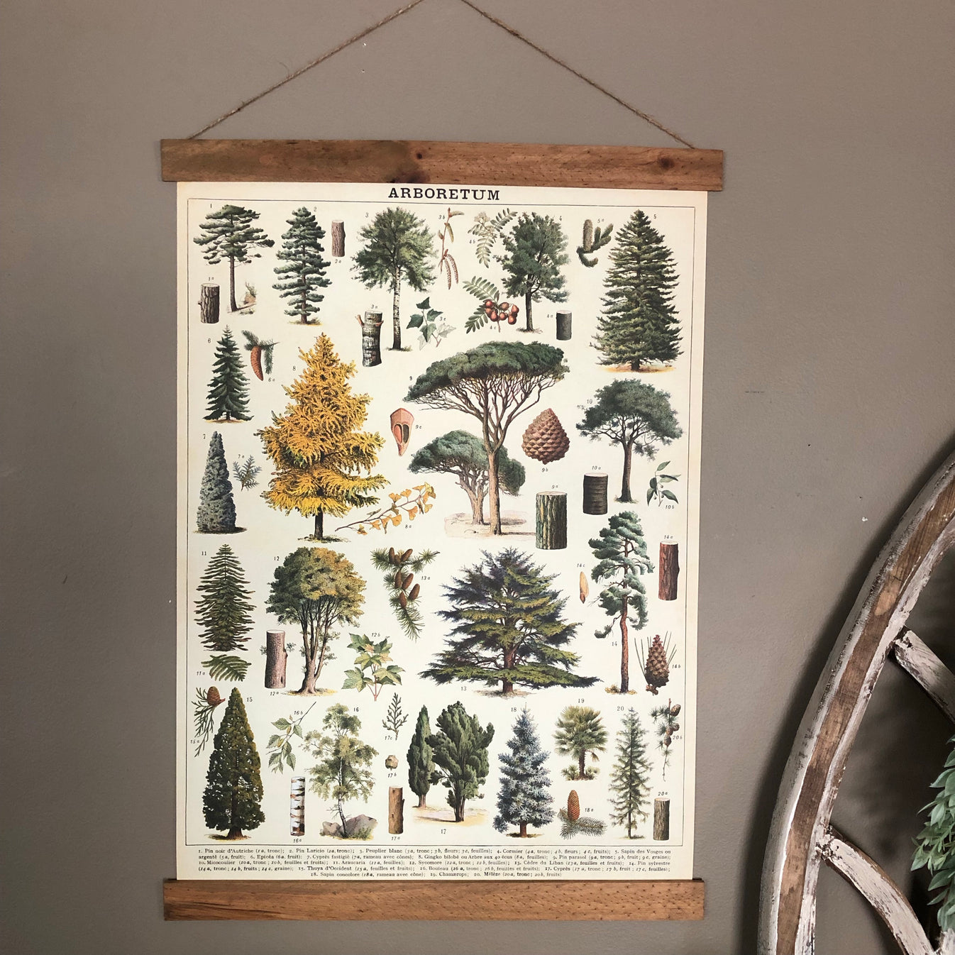 Tree Species Poster Wall Hanging | Arboretum Poster | Types of Trees ...