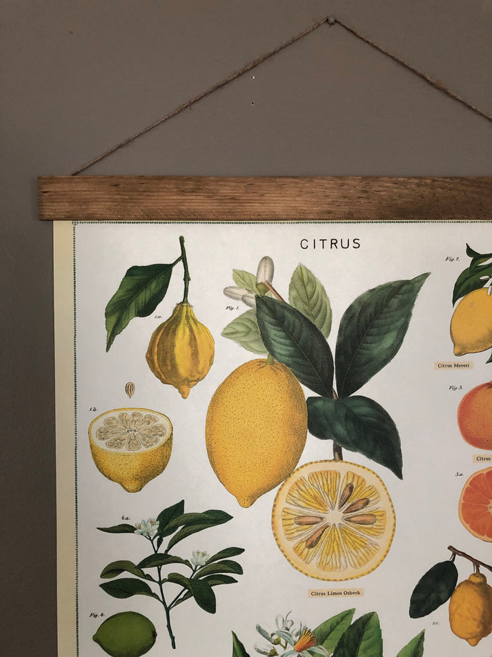 Lemon and Citrus Poster – Michigan Studio