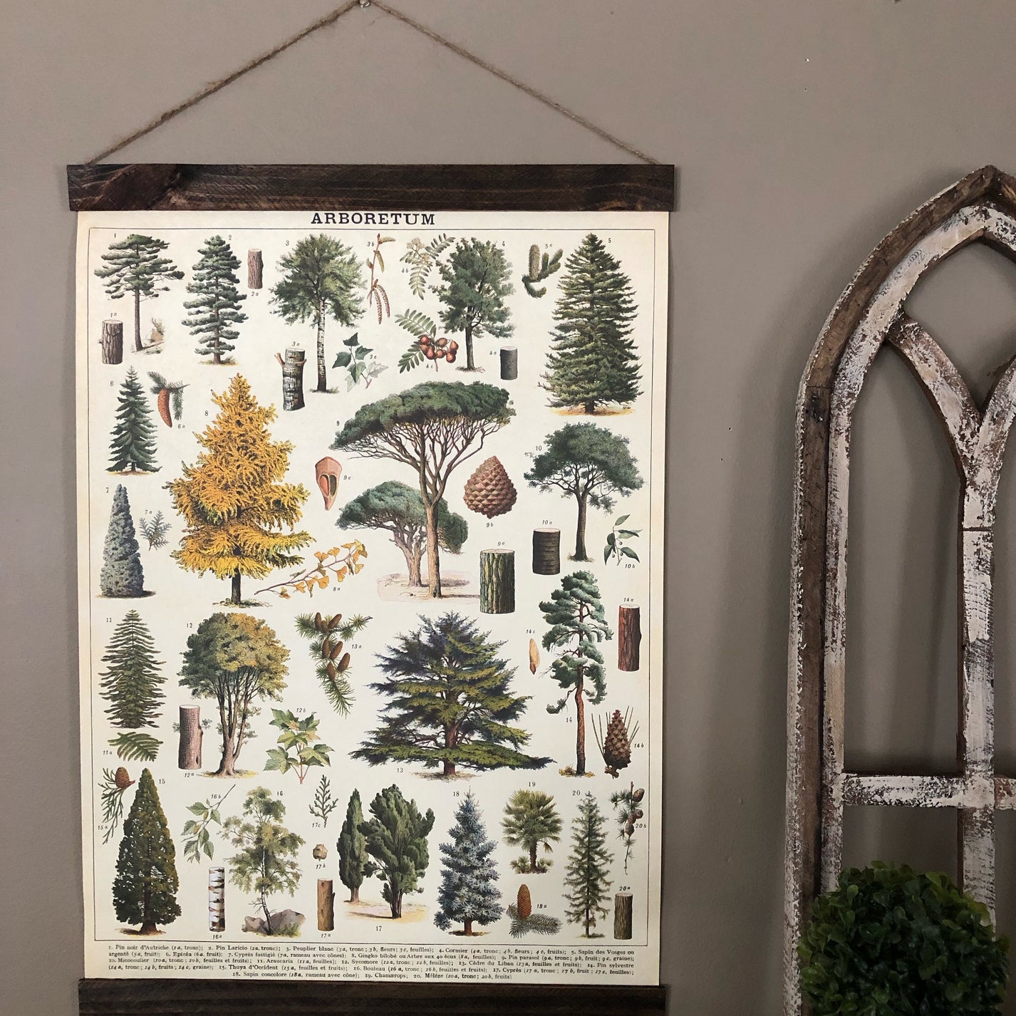 Tree Species Poster Wall Hanging | Arboretum Poster | Types of Trees ...