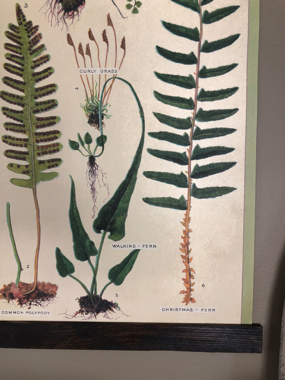 Fern Species Poster Wall Hanging – Michigan Studio