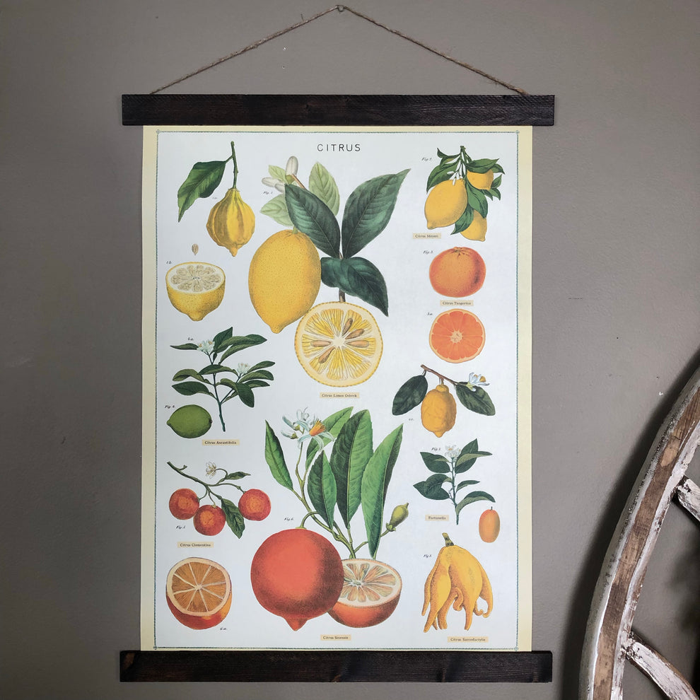 Lemon and Citrus Poster – Michigan Studio